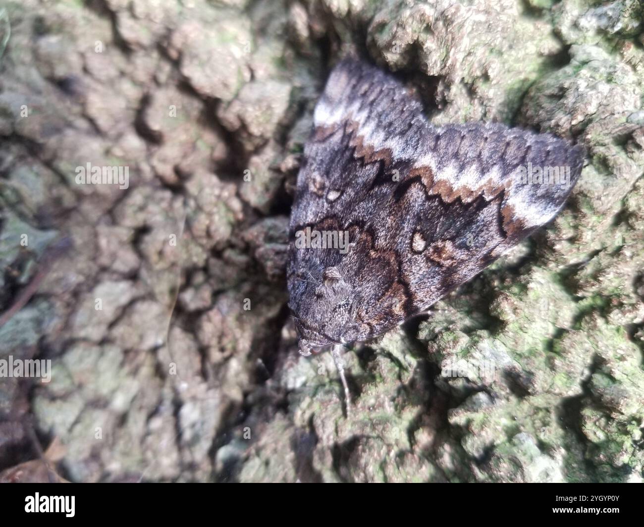 Epione Underwing (Catocala epione Stock Photo - Alamy