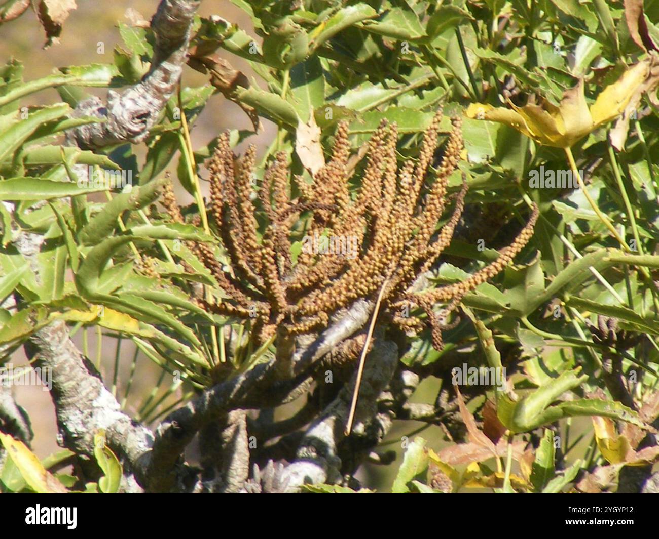 Five-Finger Tree (Cussonia natalensis Stock Photo - Alamy