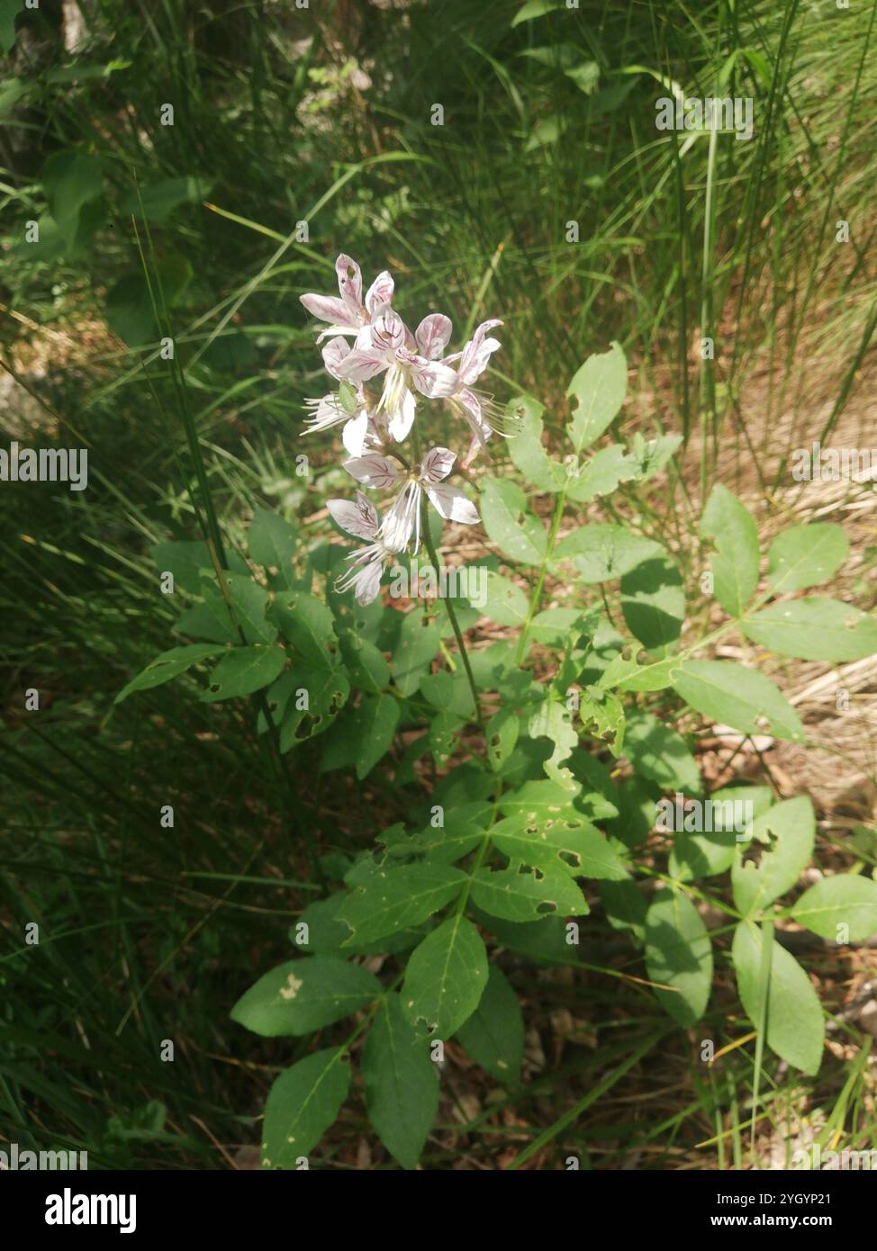 white dittany (Dictamnus albus Stock Photo - Alamy