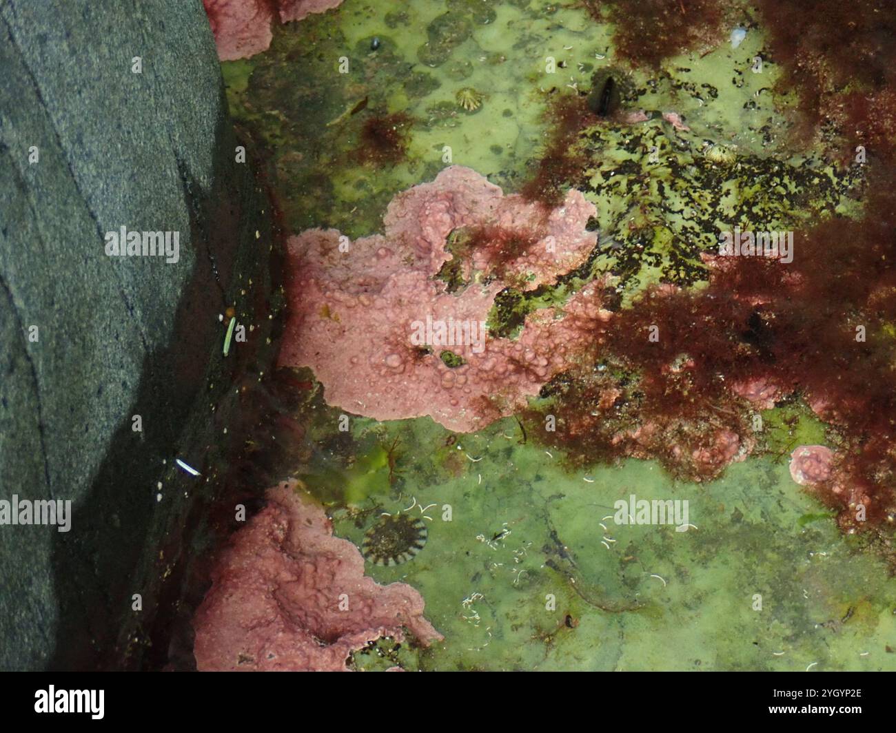 Crustose coralline algae (Lithothamnion Stock Photo - Alamy