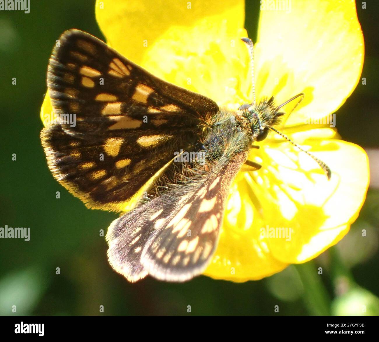 Chequered Skipper (Carterocephalus palaemon Stock Photo - Alamy