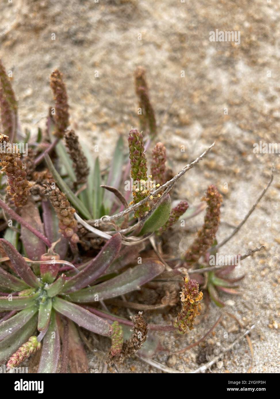 Sea Plantain (Plantago maritima Stock Photo - Alamy