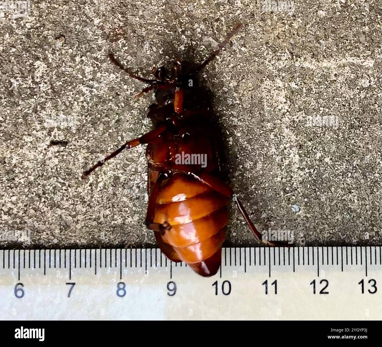 Broad-necked Root Borer (Prionus laticollis Stock Photo - Alamy