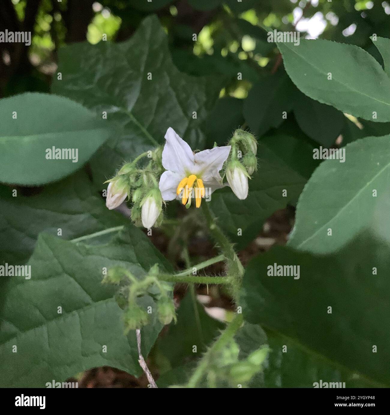 Carolina horsenettle (Solanum carolinense Stock Photo - Alamy