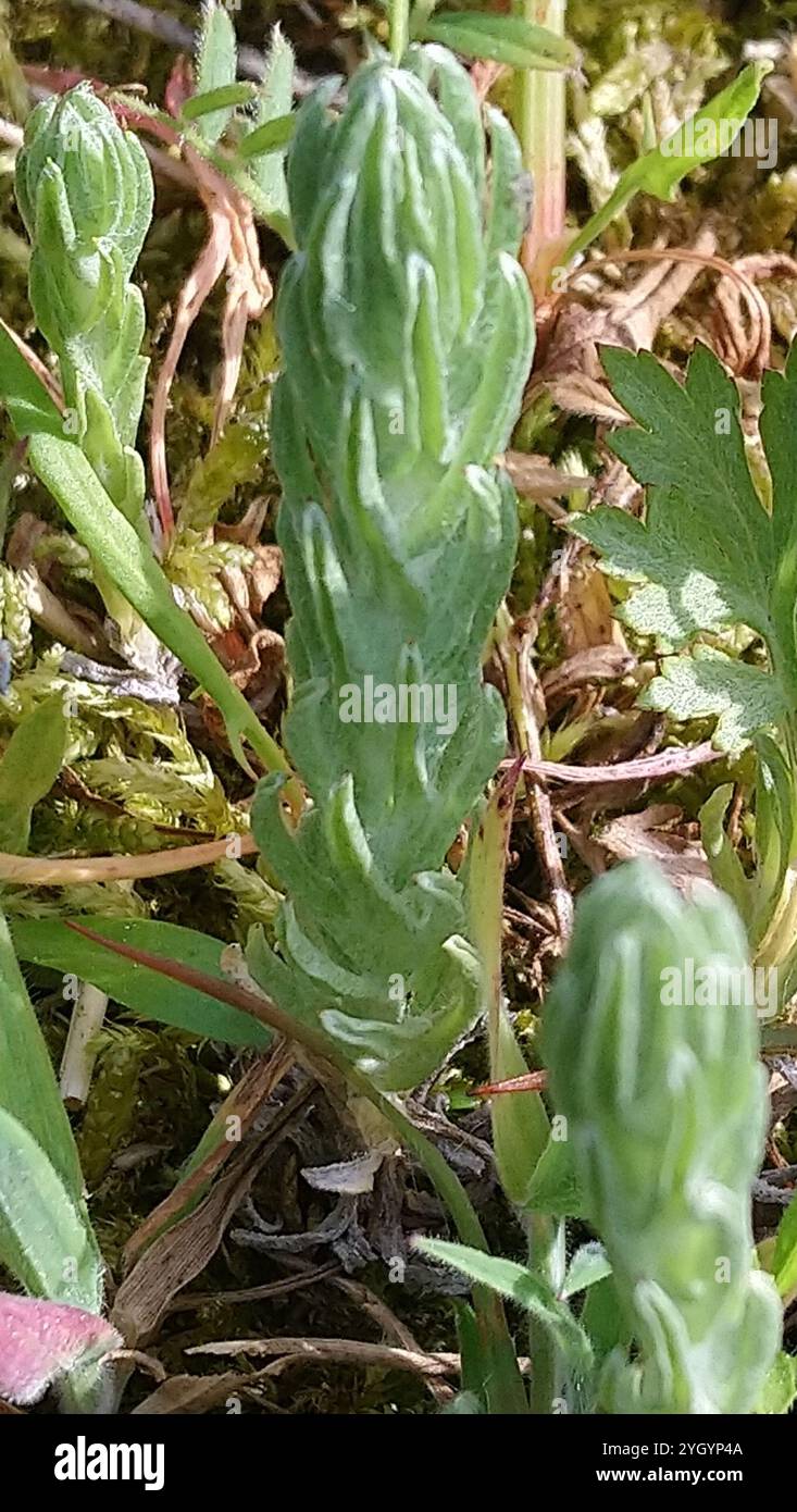 Common Cudweed (Filago germanica Stock Photo - Alamy