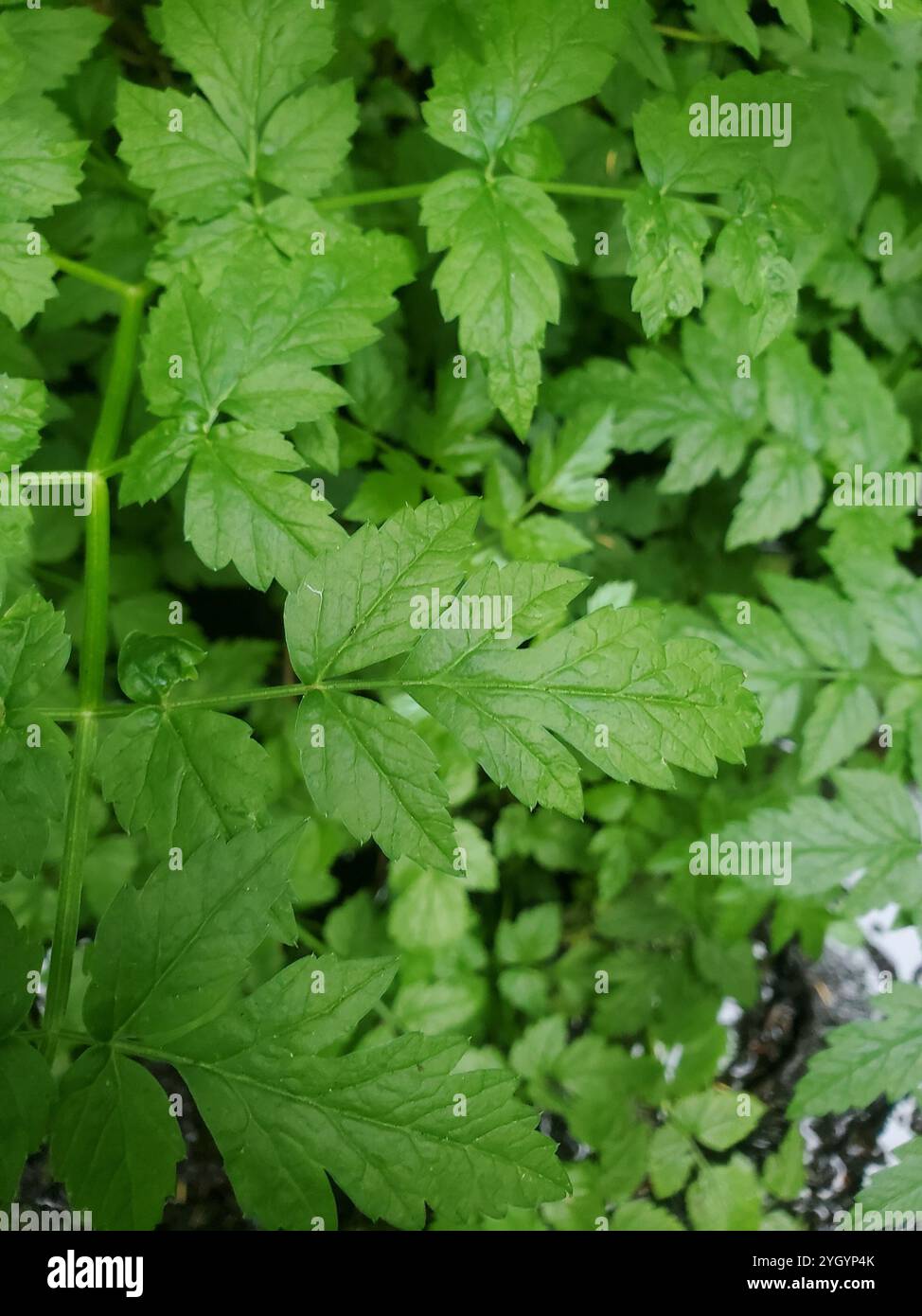 water parsley (Oenanthe sarmentosa Stock Photo - Alamy
