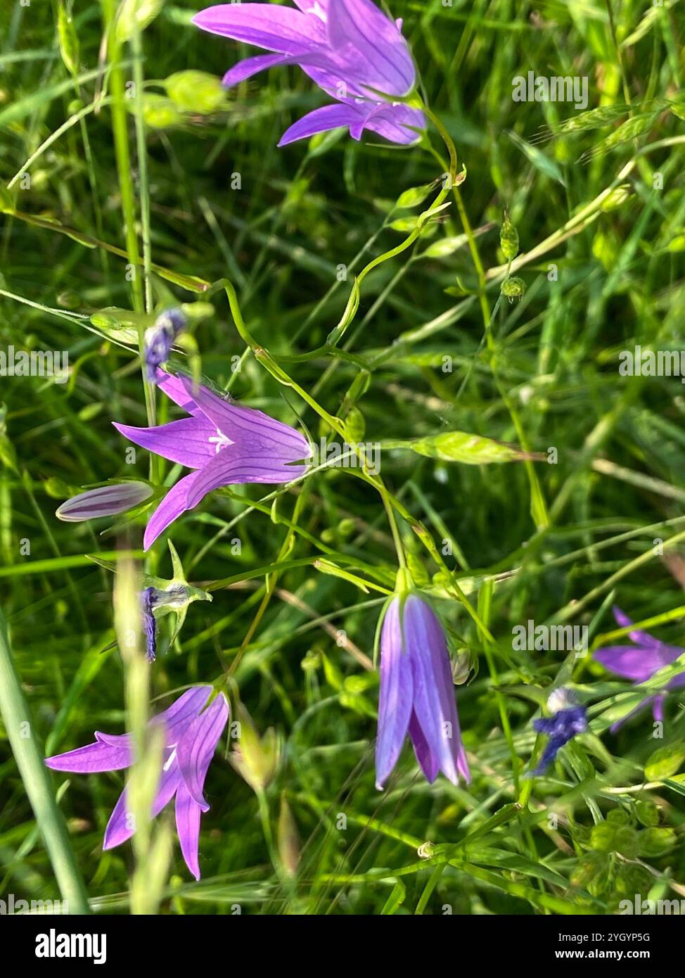 Spreading Bellflower (Campanula patula Stock Photo - Alamy