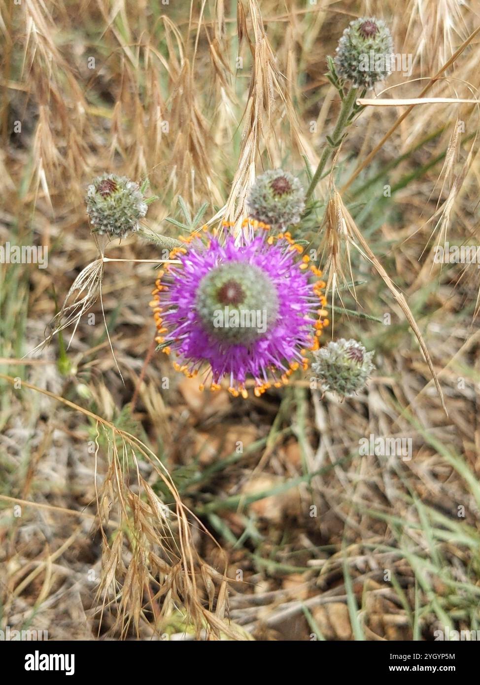 purple prairie clover (Dalea purpurea Stock Photo - Alamy