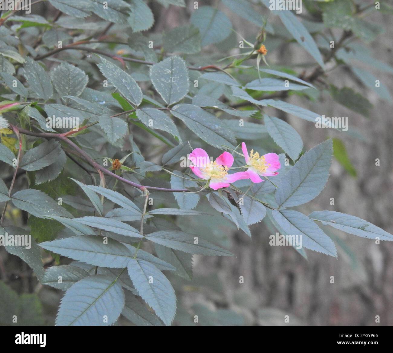 Red-leaved Rose (Rosa glauca Stock Photo - Alamy