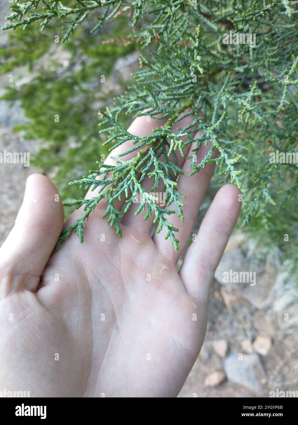 western juniper (Juniperus occidentalis Stock Photo - Alamy