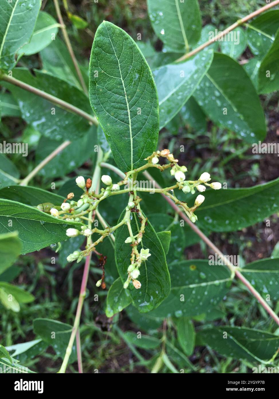 hemp dogbane (Apocynum cannabinum Stock Photo - Alamy