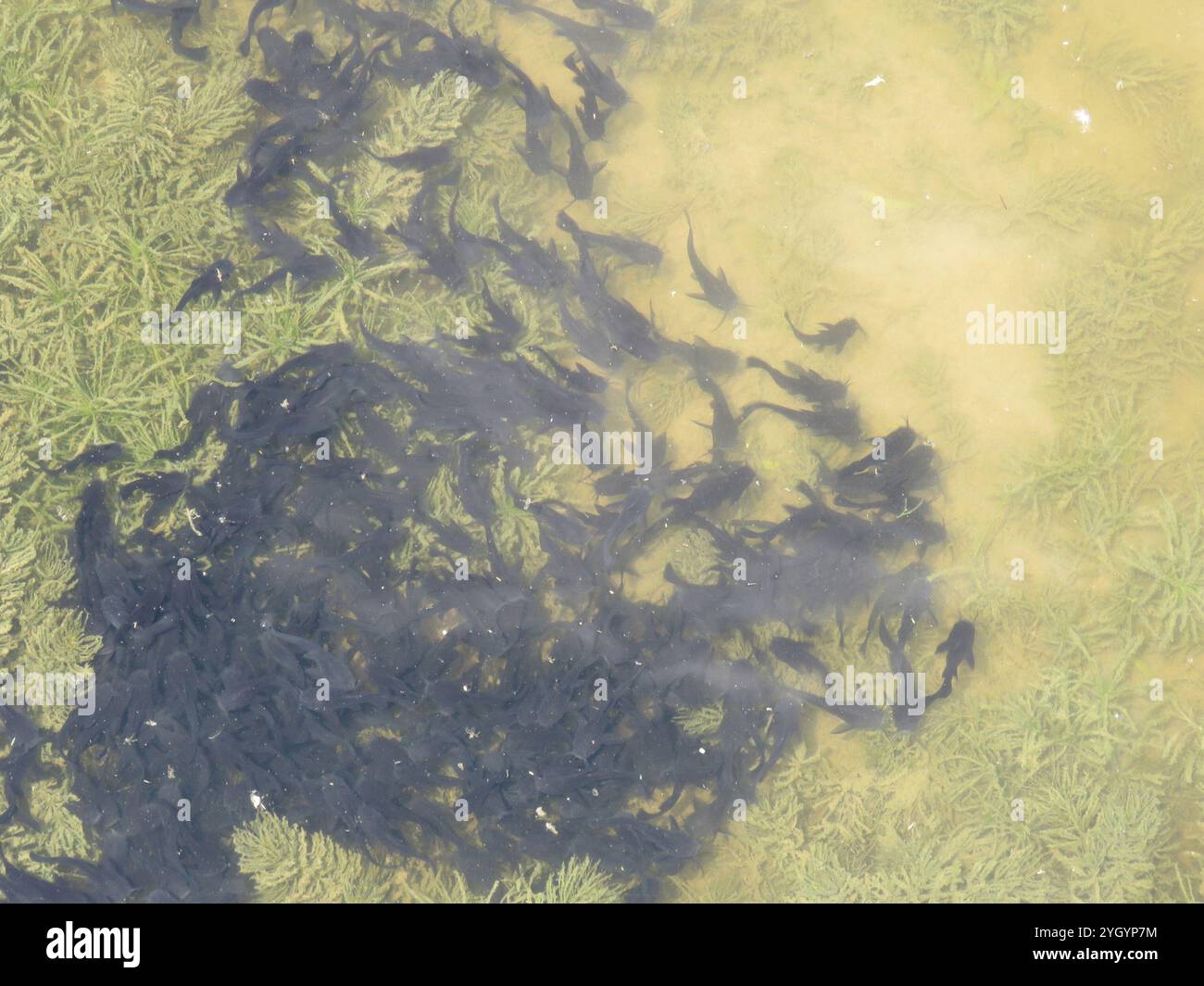 Black Bullhead (Ameiurus melas Stock Photo - Alamy