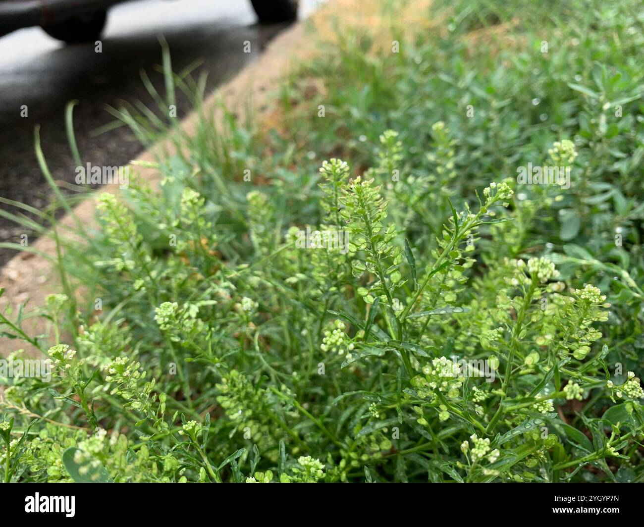 Virginia pepperweed (Lepidium virginicum Stock Photo - Alamy