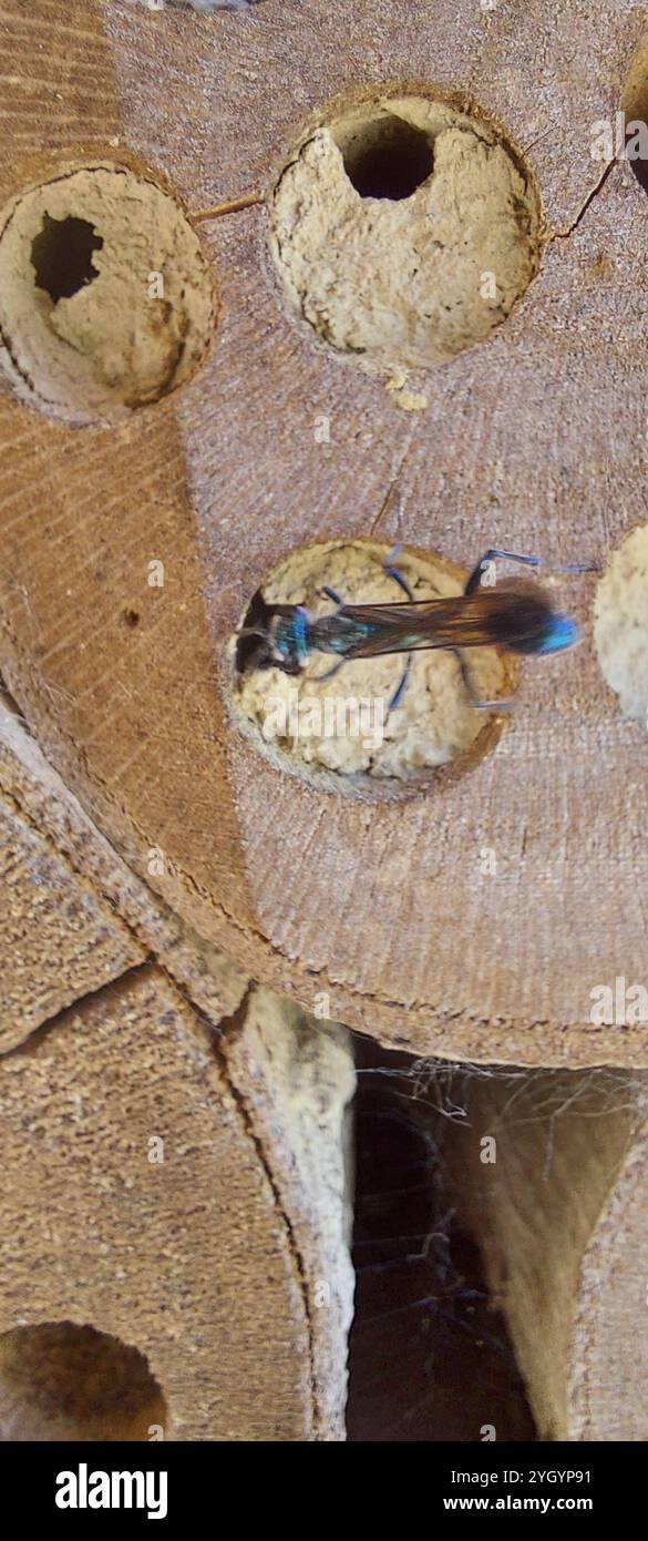 Blue Mud-dauber Wasps (Chalybion Stock Photo - Alamy