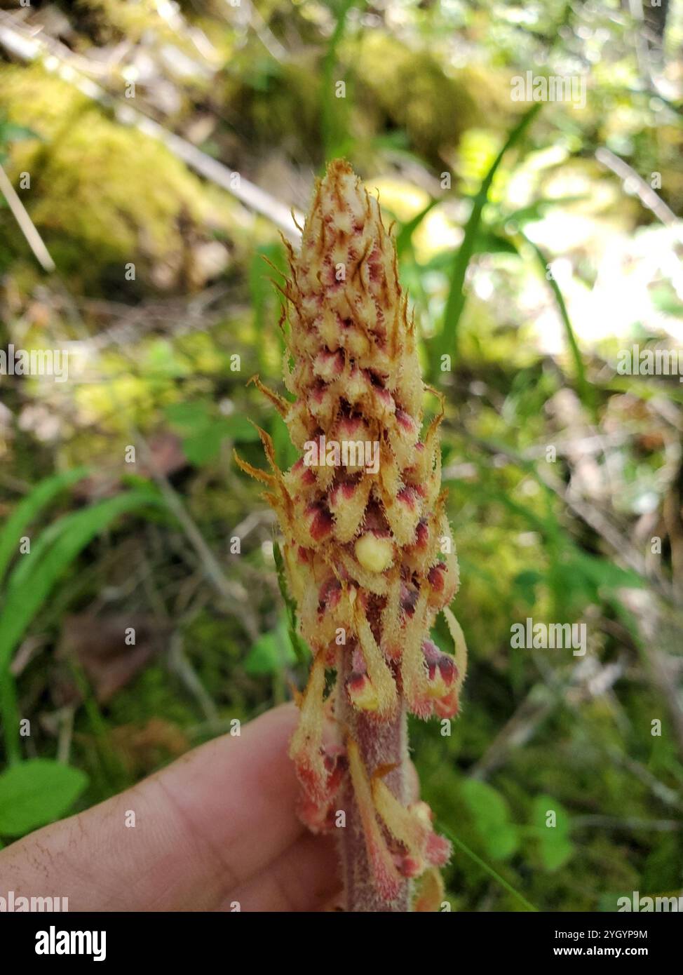 woodland pinedrops (Pterospora andromedea Stock Photo - Alamy