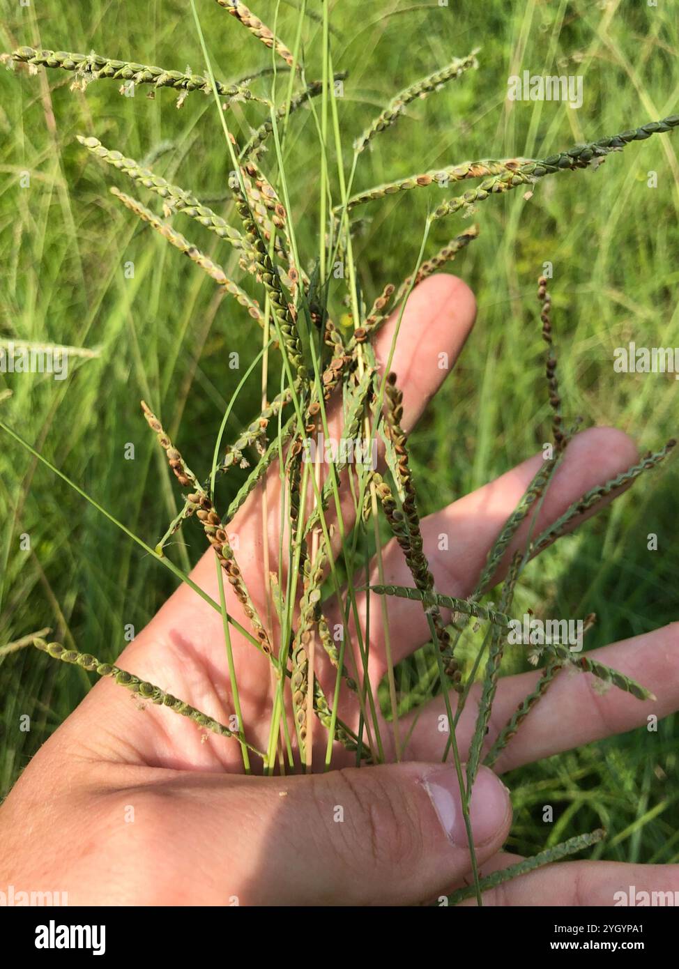 Brownseed Paspalum (Paspalum plicatulum Stock Photo - Alamy
