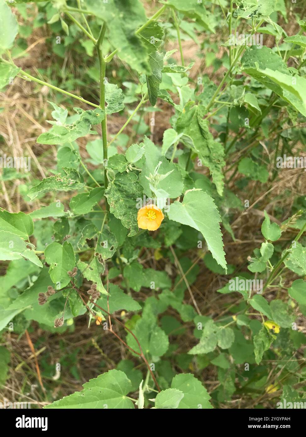 sweet Indian Mallow (Abutilon fruticosum Stock Photo - Alamy