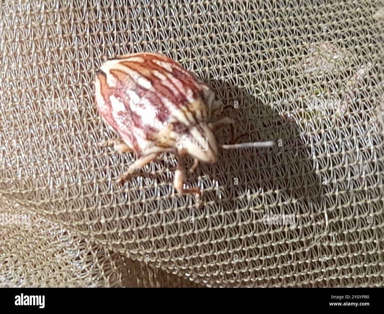 Large purple streaked shieldbug (Odontotarsus purpureolineatus Stock ...