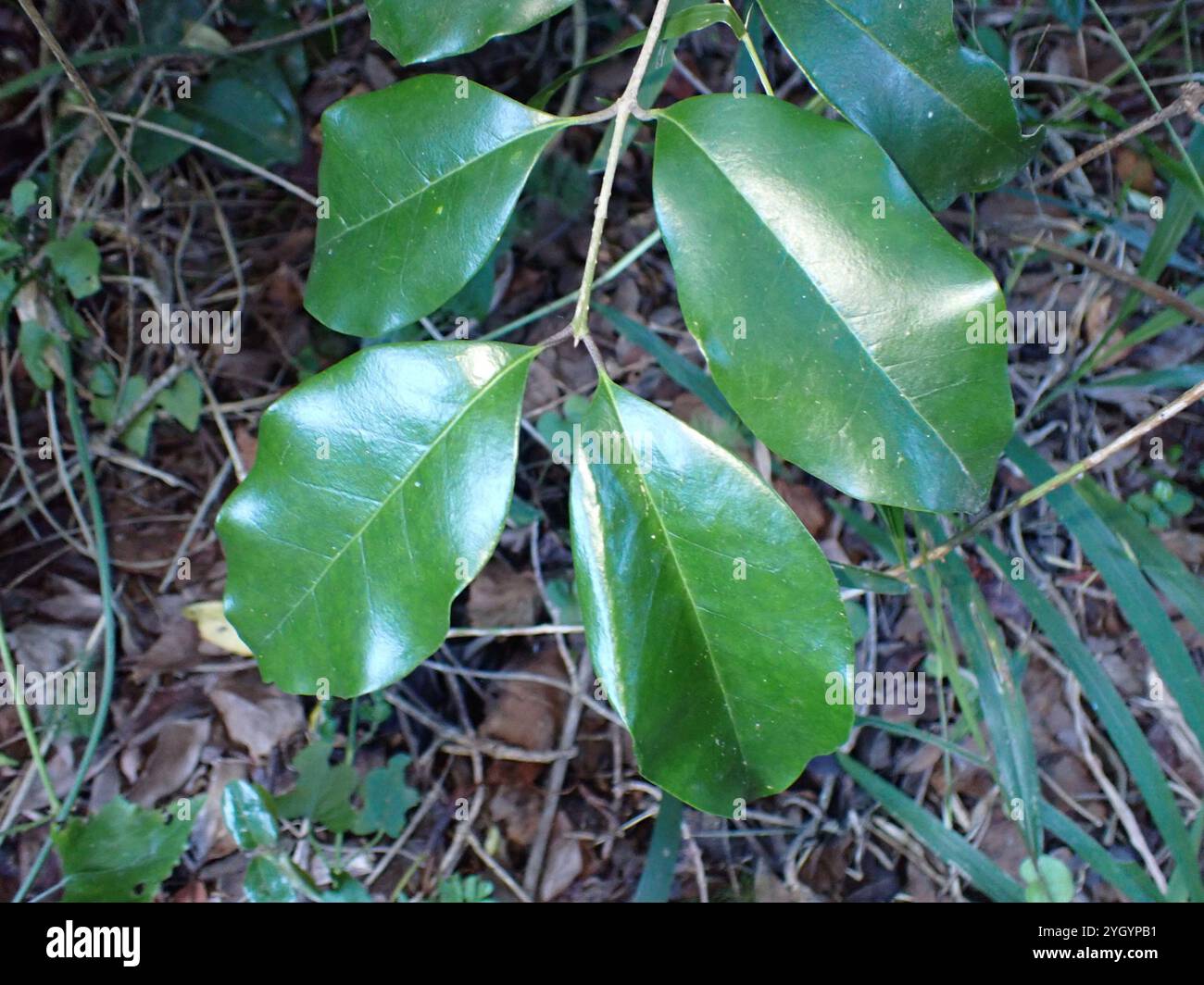 Olea capensis hi-res stock photography and images - Alamy