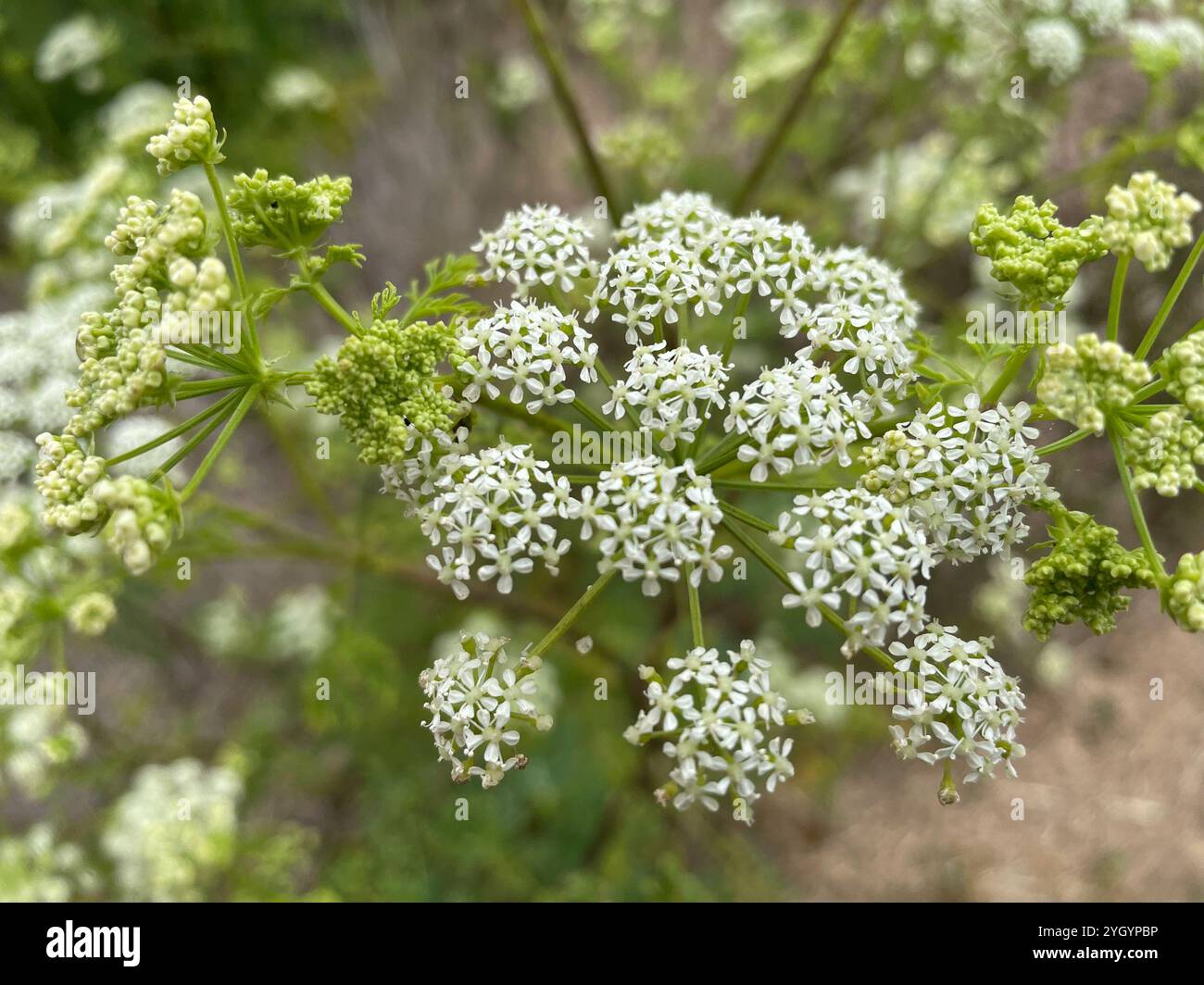 poison hemlock (Conium maculatum Stock Photo - Alamy
