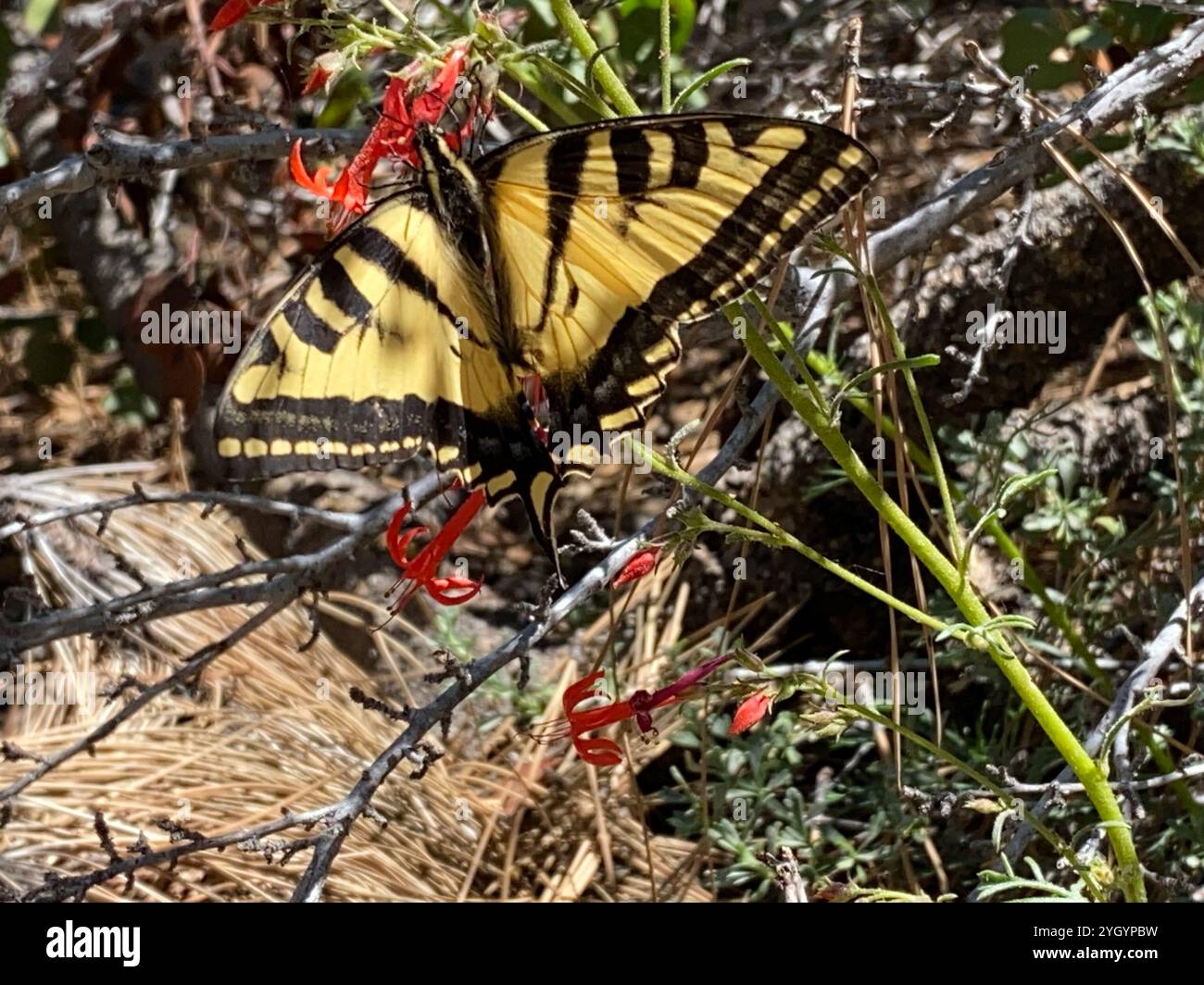 Western Tiger Swallowtail (Papilio rutulus Stock Photo - Alamy
