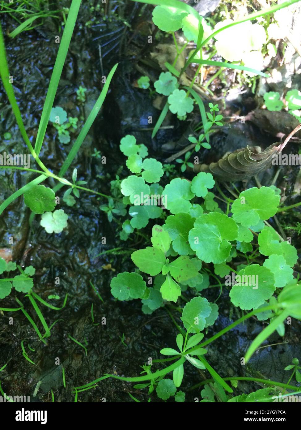 American Water-pennywort (Hydrocotyle americana Stock Photo - Alamy