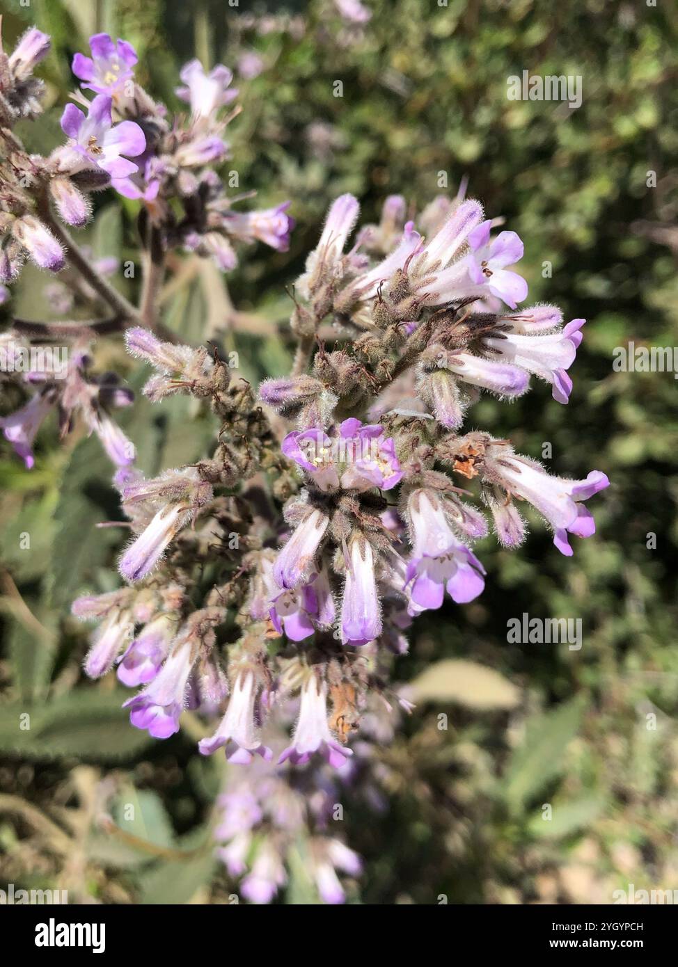Thick-leaved Yerba Santa (Eriodictyon crassifolium Stock Photo - Alamy