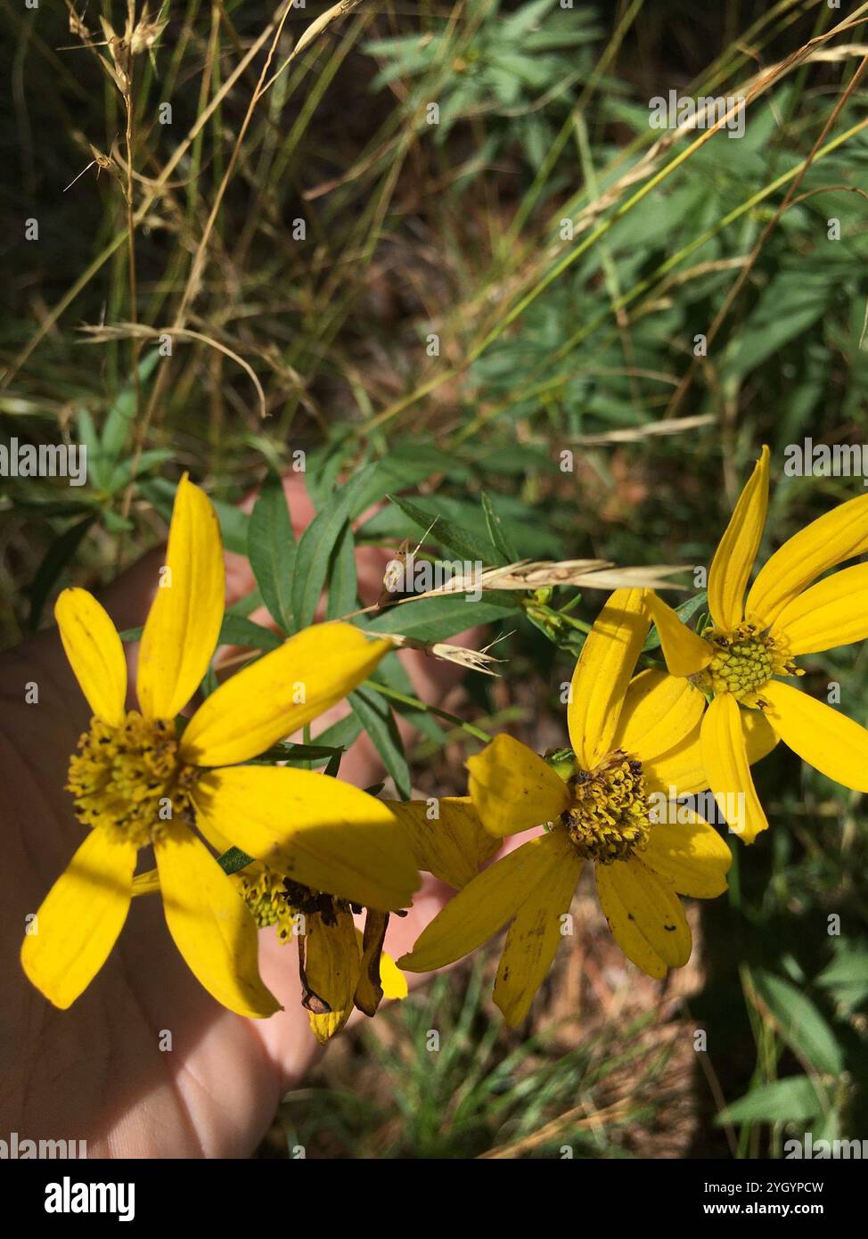 Greater Tickseed (Coreopsis major Stock Photo - Alamy