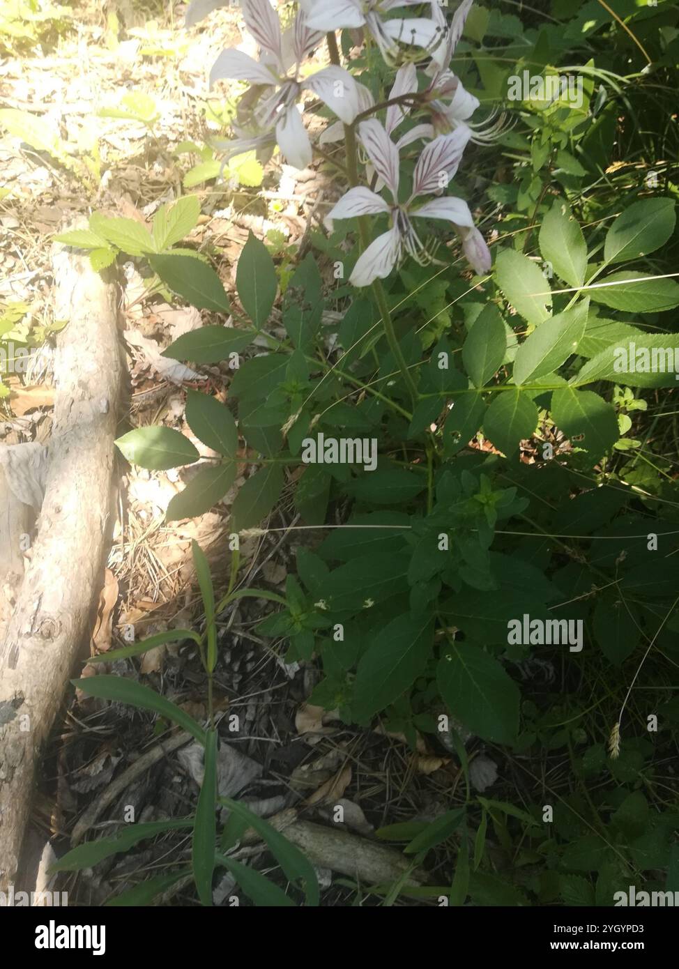 white dittany (Dictamnus albus Stock Photo - Alamy