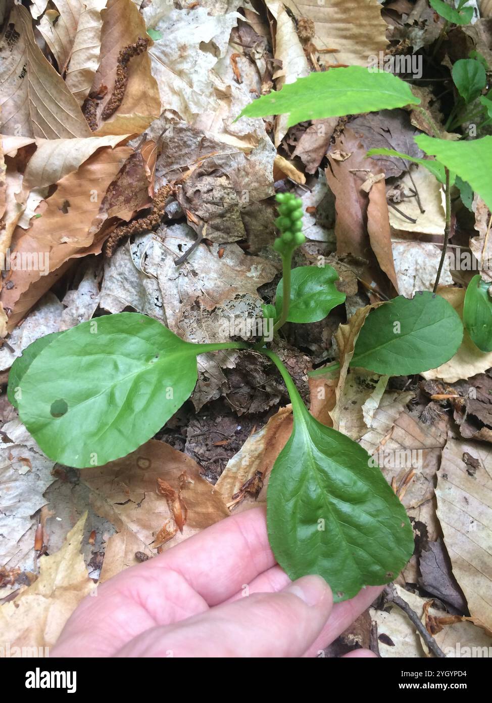 shinleaf (Pyrola elliptica Stock Photo - Alamy