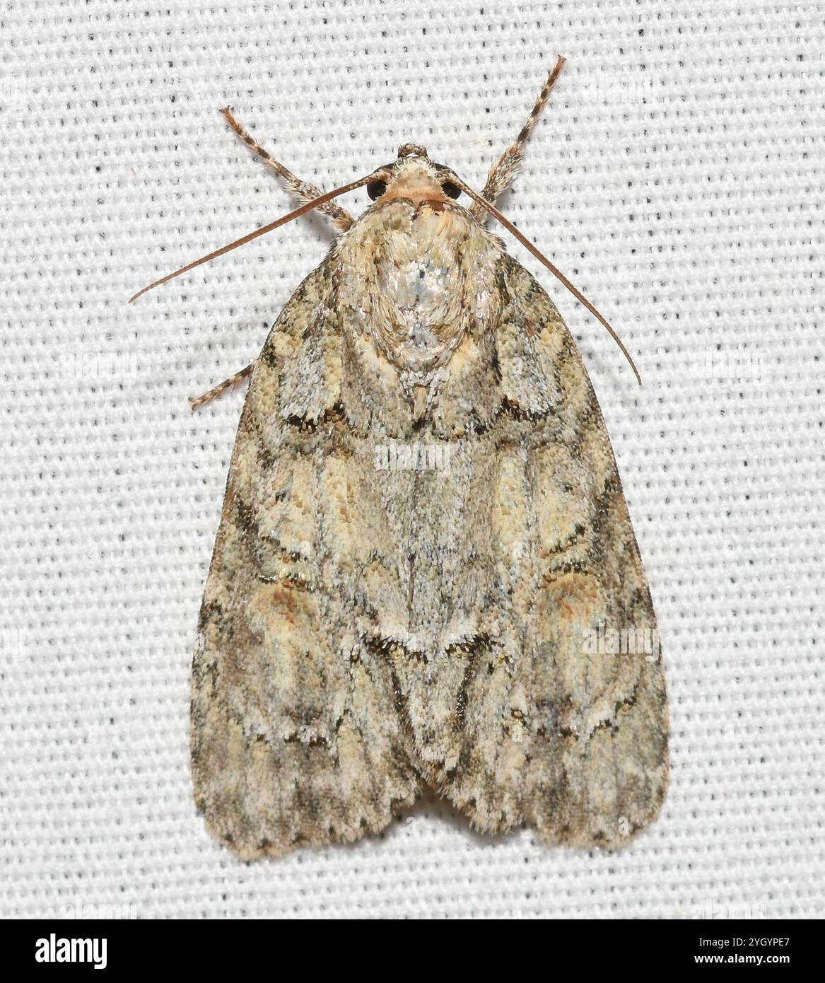 Dagger Moths (Acronicta Stock Photo - Alamy