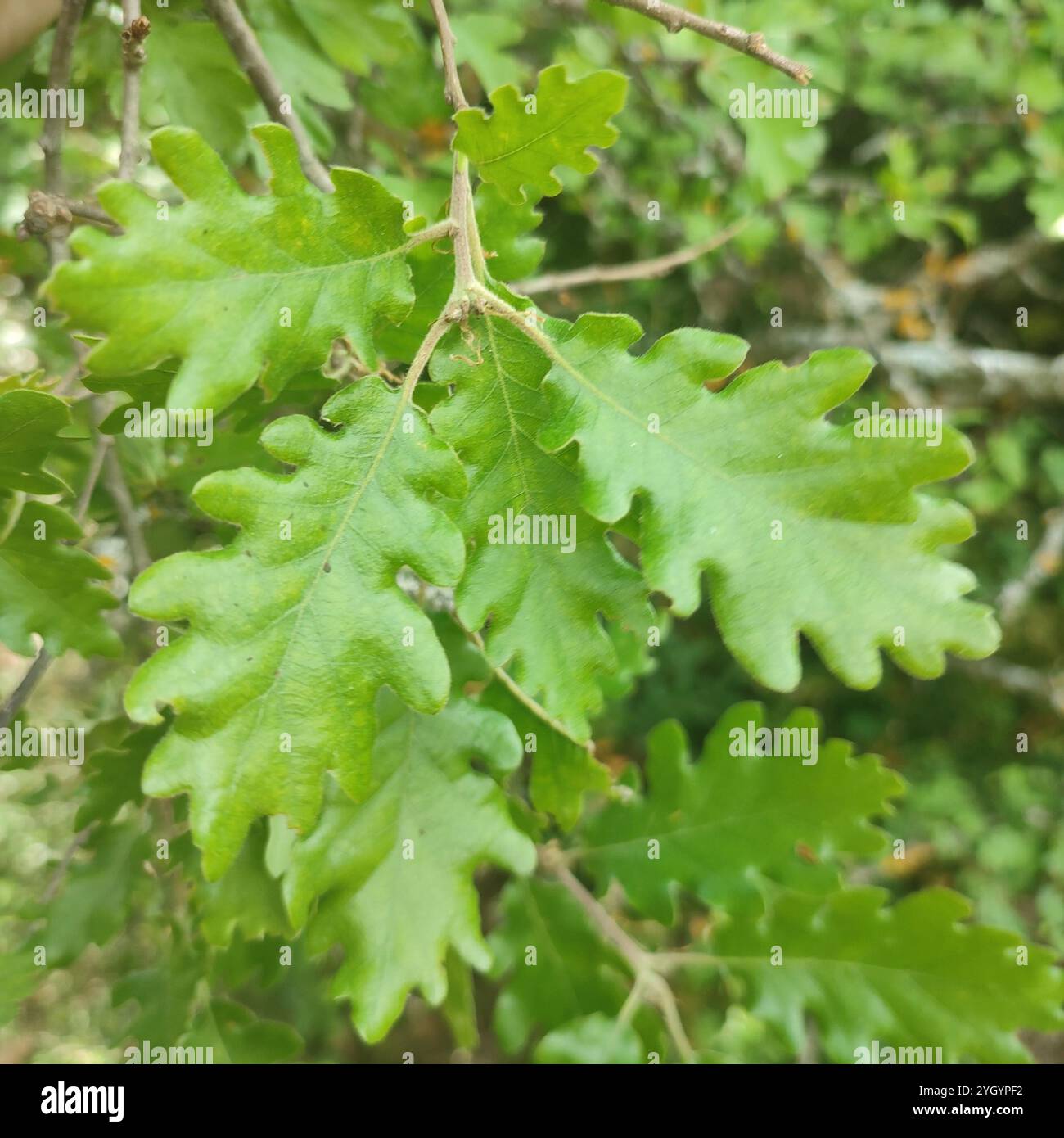 downy oak (Quercus pubescens Stock Photo - Alamy