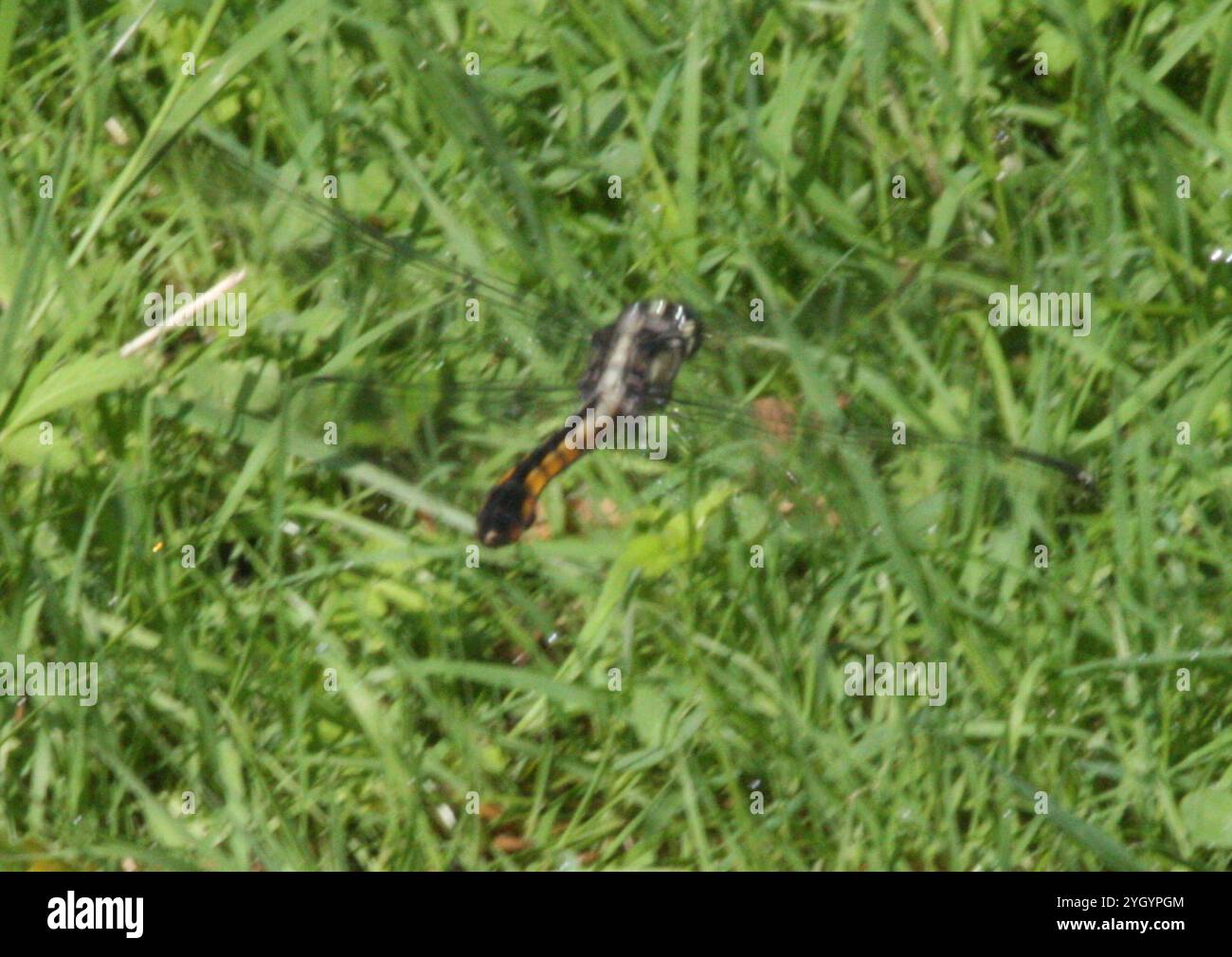 Great Blue Skimmer (Libellula vibrans Stock Photo - Alamy