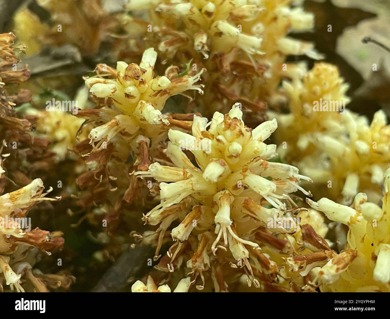 American cancer-root (Conopholis americana Stock Photo - Alamy