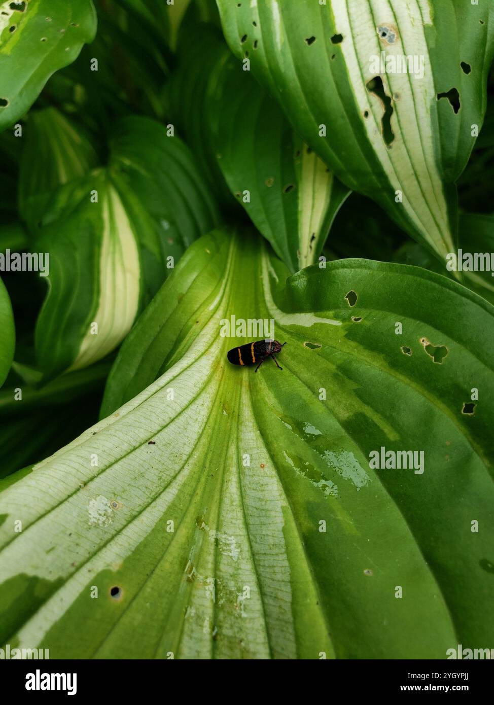 Two-lined Spittlebug (Prosapia bicincta Stock Photo - Alamy