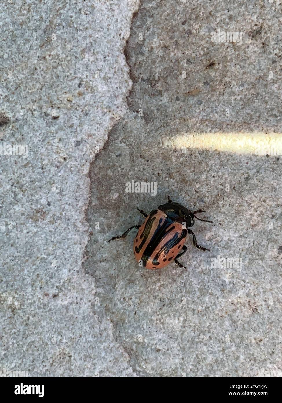 Sigmoidea hi-res stock photography and images - Alamy