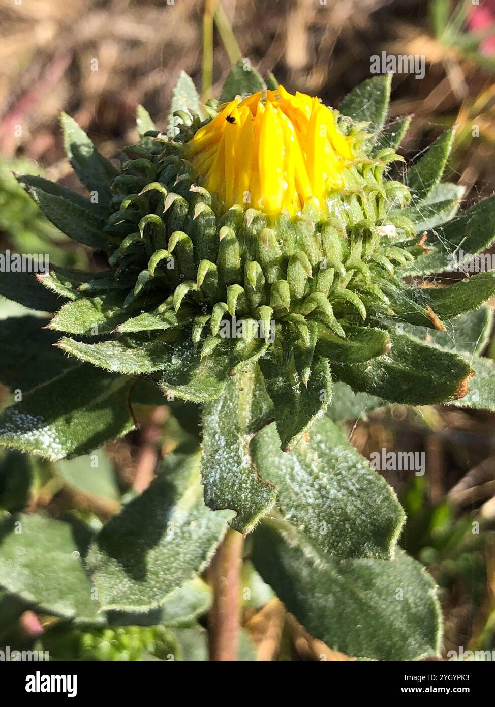 Oregon Gumplant (Grindelia stricta Stock Photo - Alamy