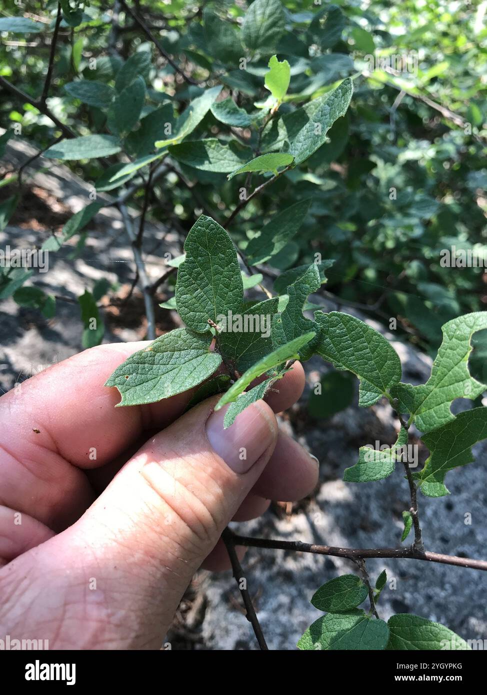 netleaf hackberry (Celtis reticulata Stock Photo - Alamy