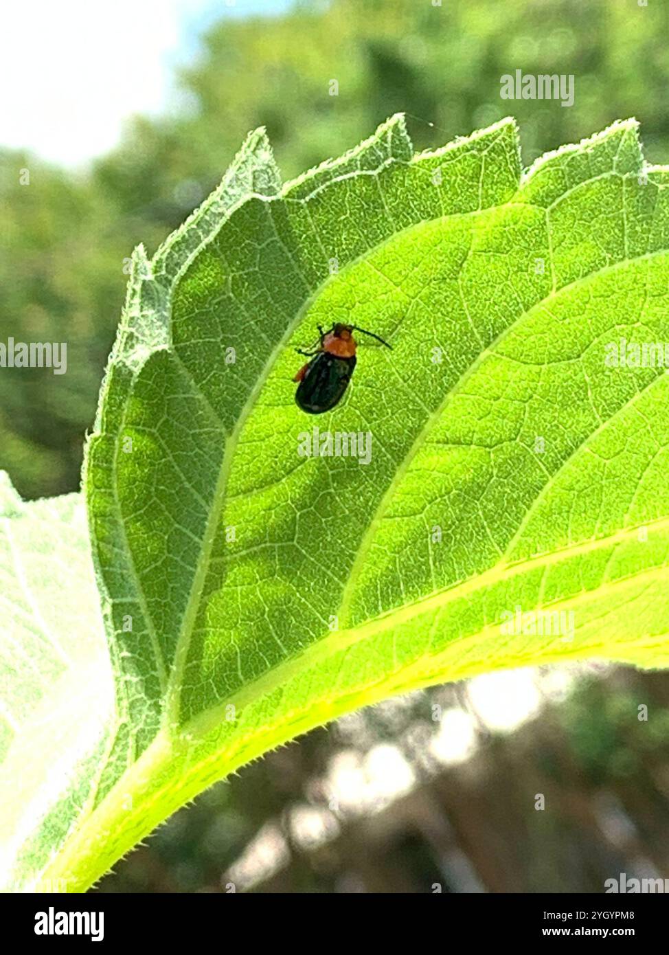 Shiny Flea Beetle (Asphaera lustrans Stock Photo - Alamy