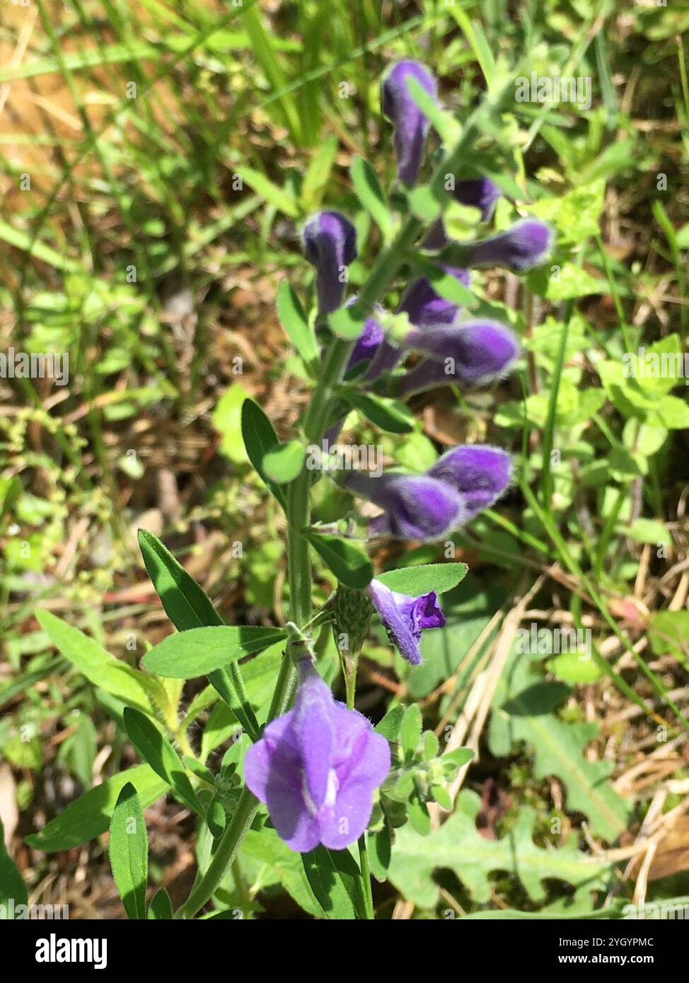 Helmet skullcap (Scutellaria integrifolia Stock Photo - Alamy