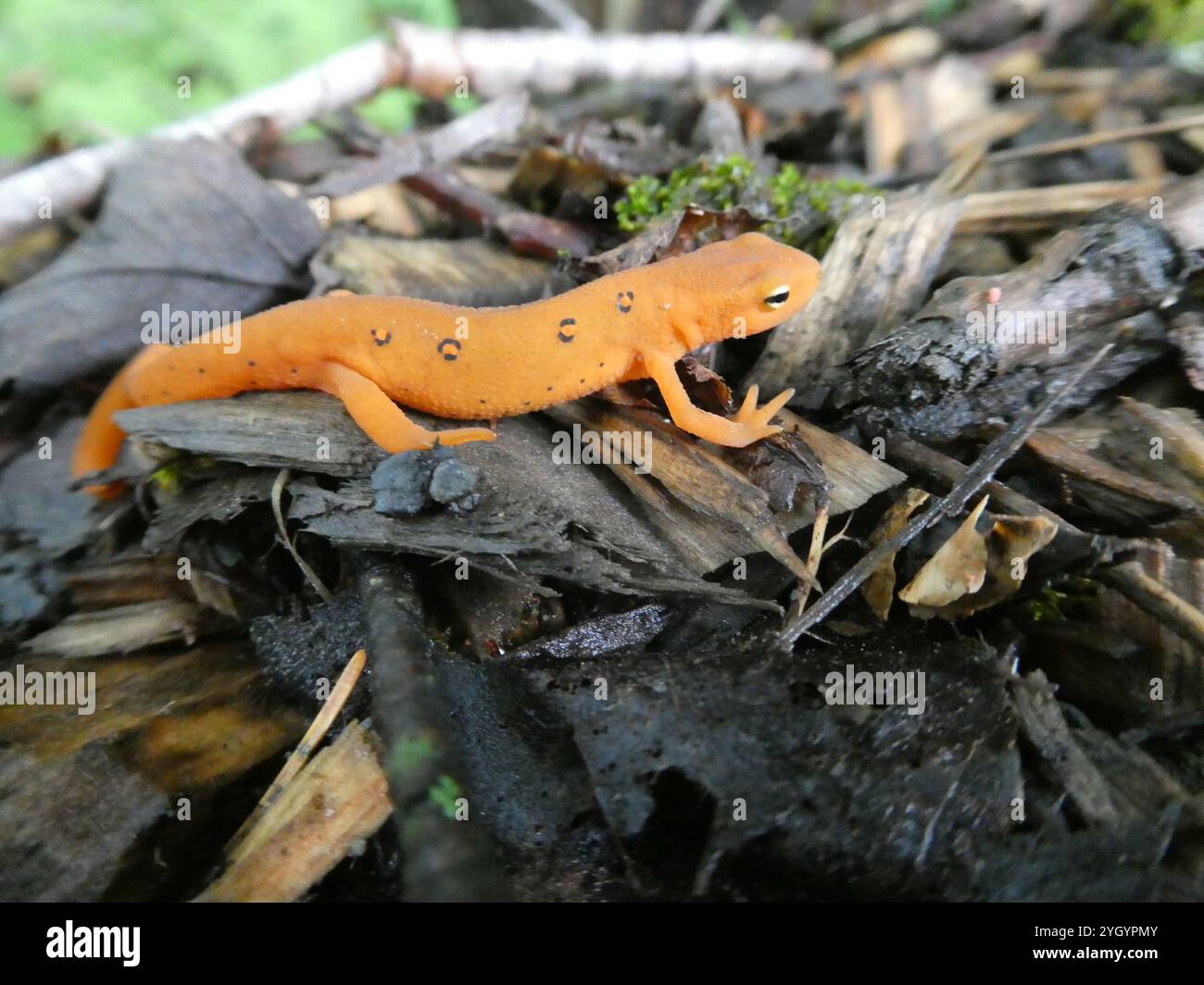 Eastern Newt (Notophthalmus viridescens Stock Photo - Alamy