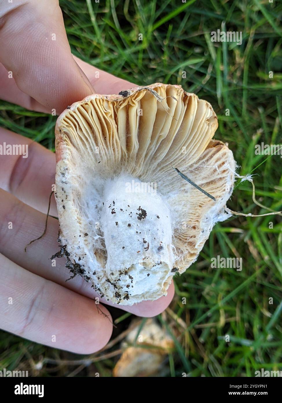 Hypocreaceae hi-res stock photography and images - Alamy