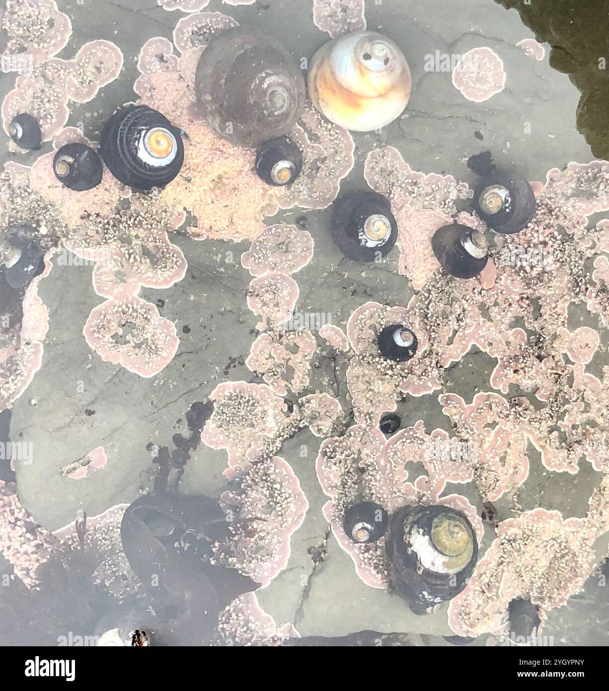 Black Tegula (Tegula funebralis Stock Photo - Alamy