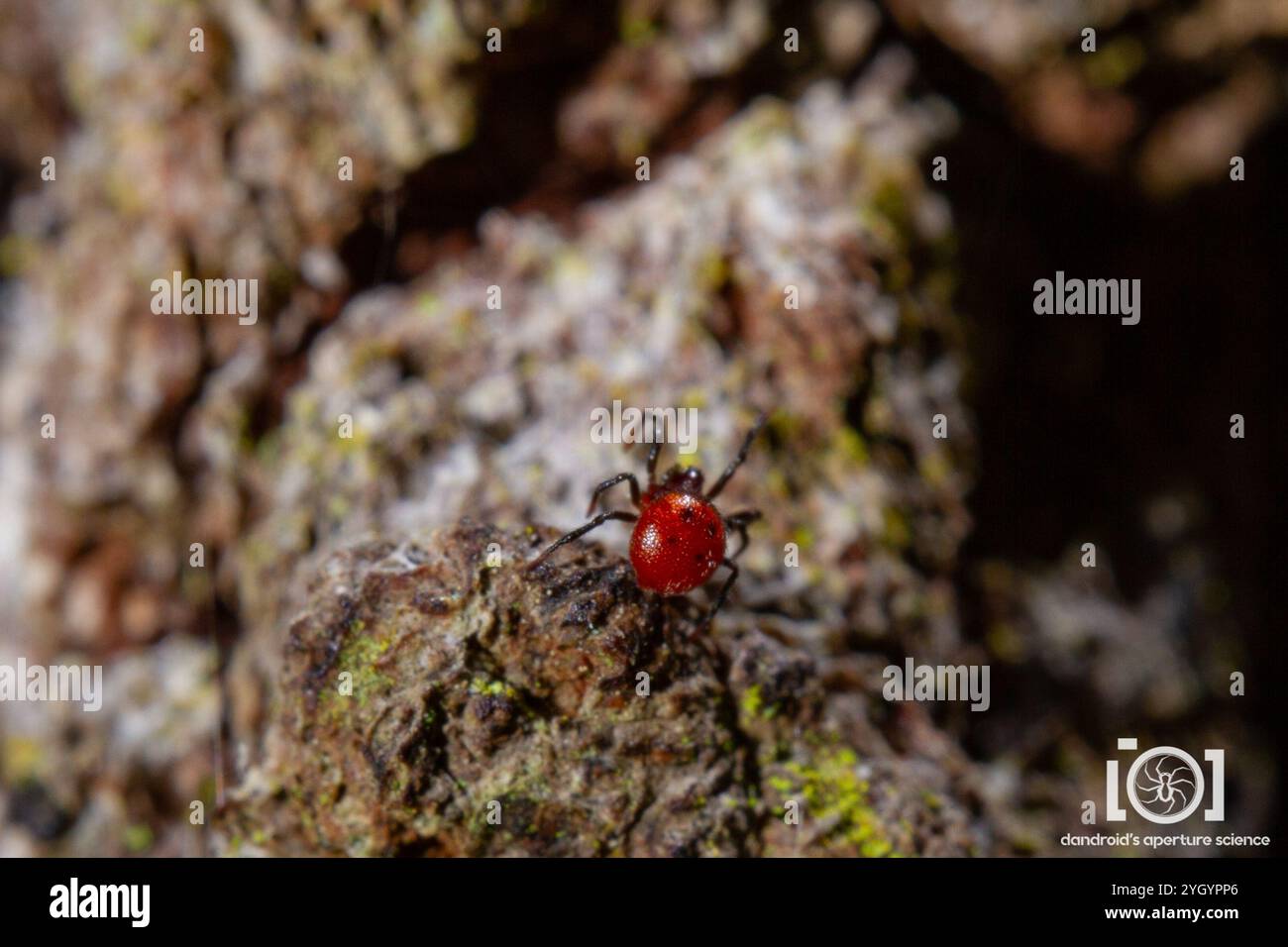 Comb-footed Spiders (Theridiidae Stock Photo - Alamy