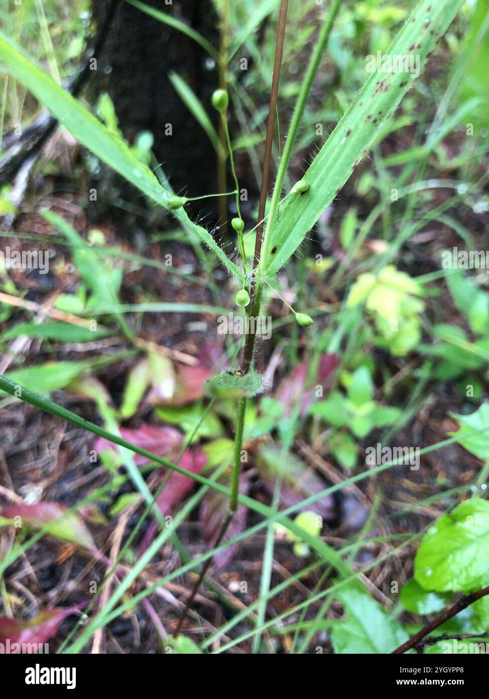 Scribner's Panicgrass (Dichanthelium scribnerianum Stock Photo - Alamy