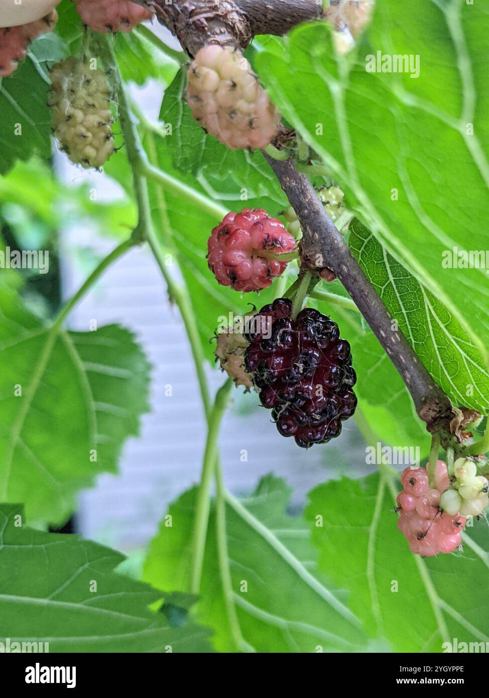 white mulberry (Morus alba Stock Photo - Alamy