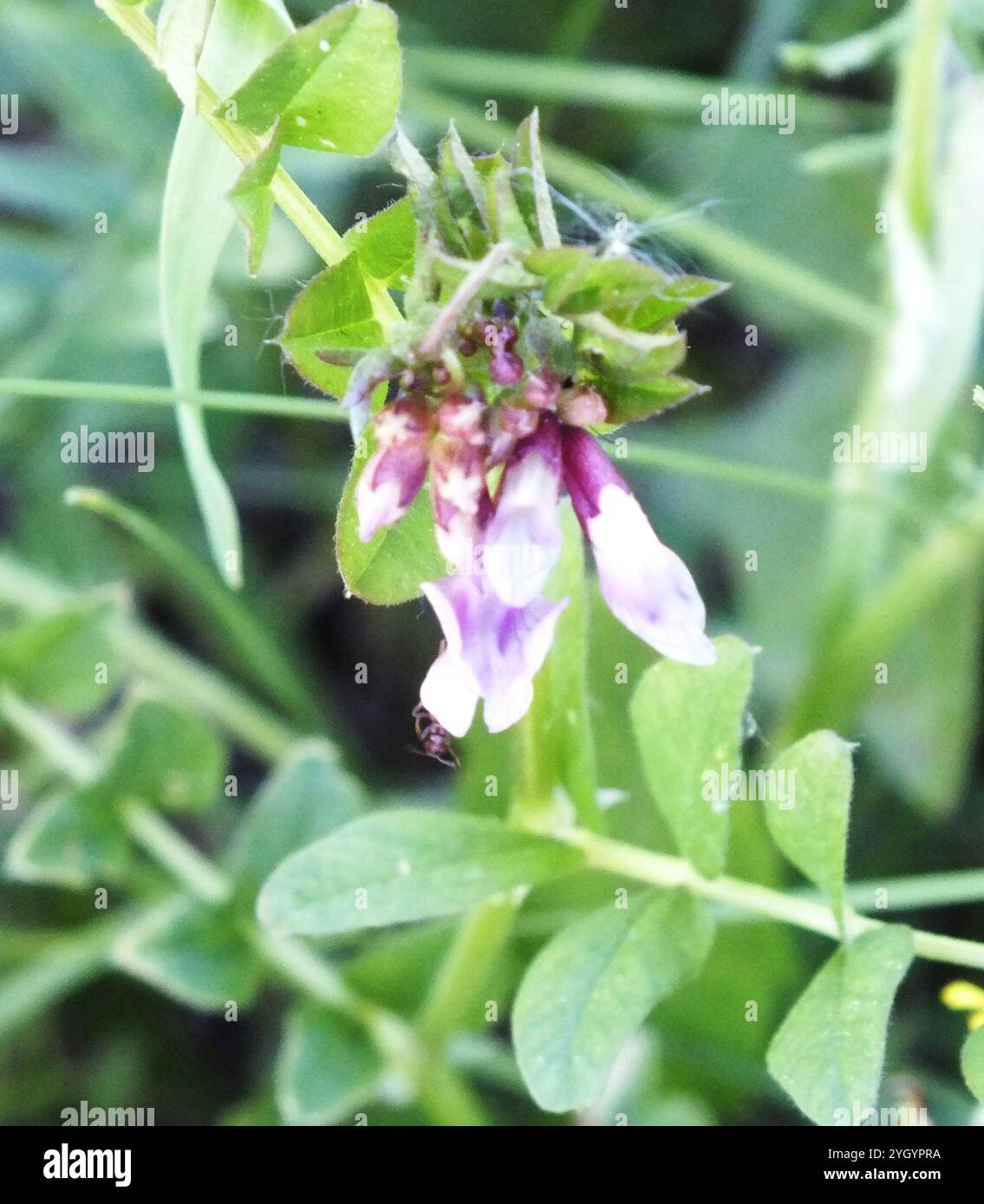 Bush Vetch (Vicia sepium Stock Photo - Alamy