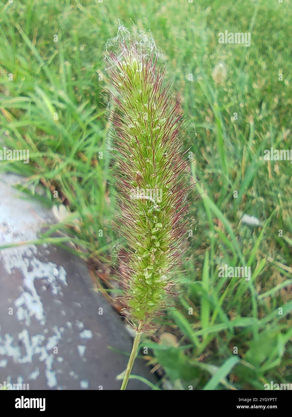 Green Bristle Grass (Setaria viridis Stock Photo - Alamy