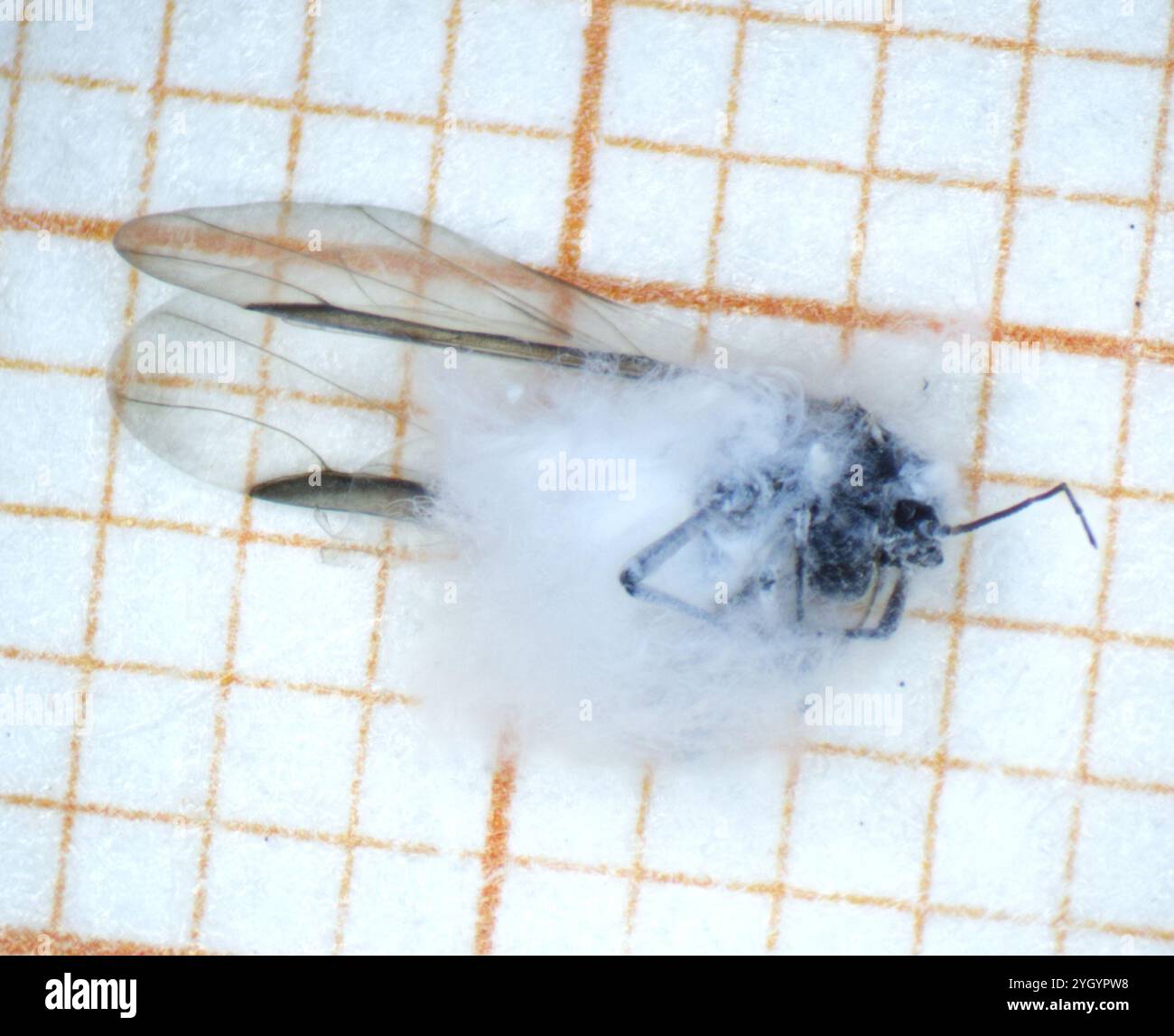 Woolly Aphids (Prociphilus Stock Photo - Alamy