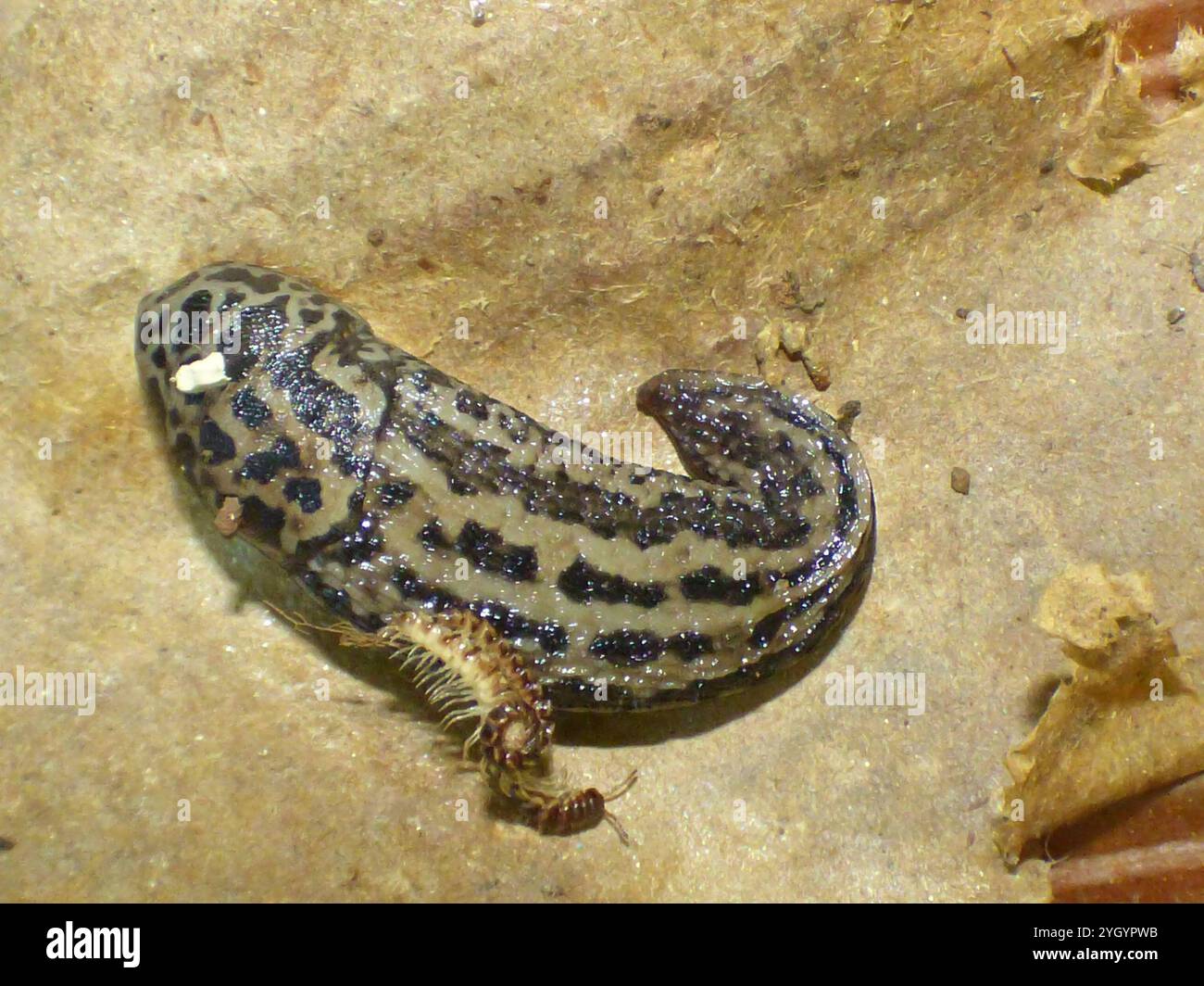 Leopard Slug (Limax maximus Stock Photo - Alamy